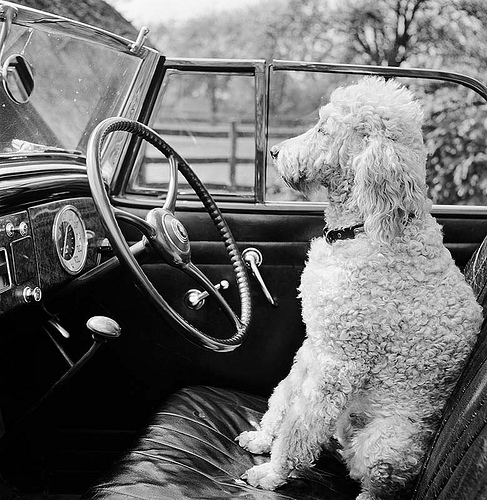 Distracted driving: are unrestrained pets more dangerous than texting ...